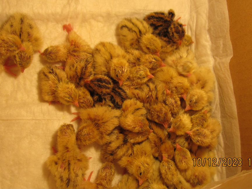 Перепела суточные