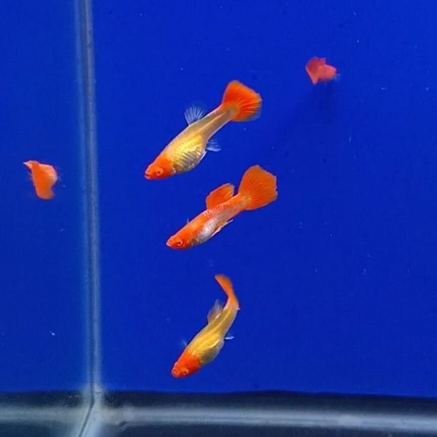Guppy Koi Albino