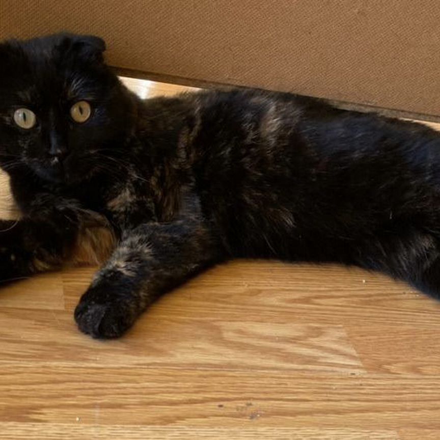 Вислоухая Богаточка идеальная для семьи