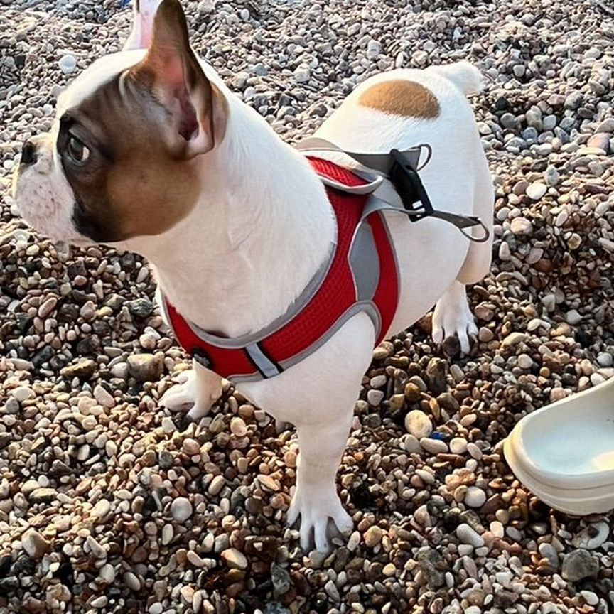 Французский бульдог в добрые руки