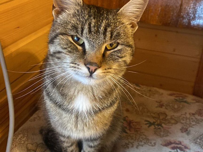 Кошки бесплатно