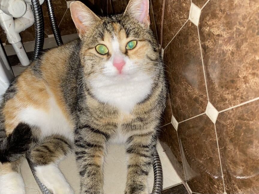 Кошка