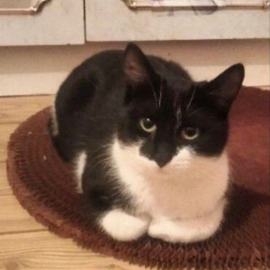 Кошечка Маша