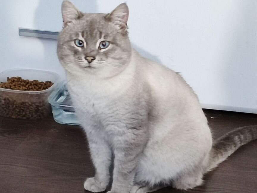 Мультик в поисках дома