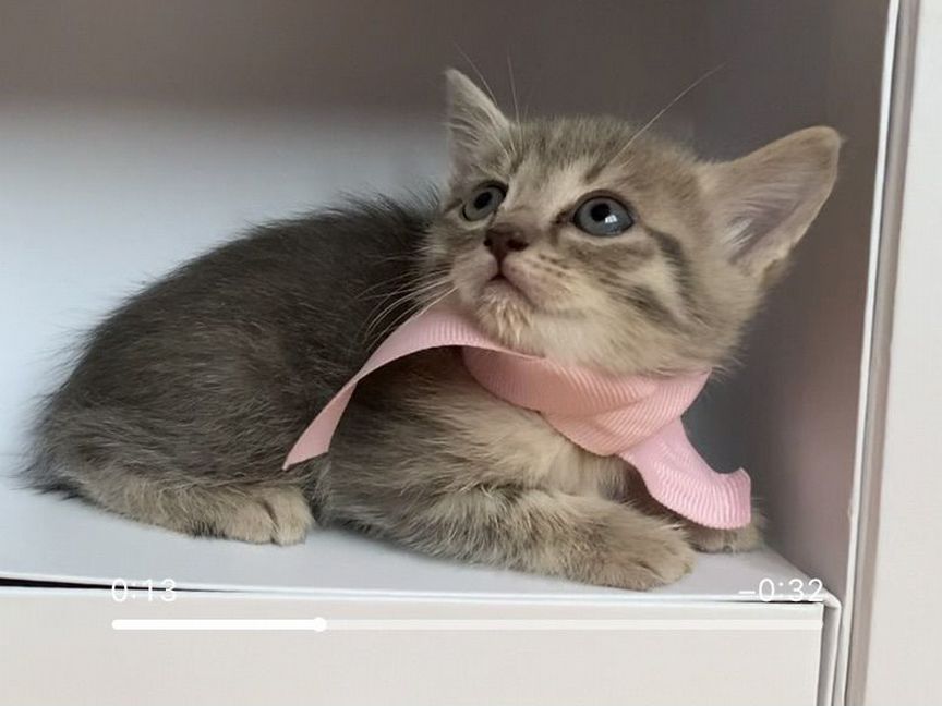 Милые котята в добрые руки