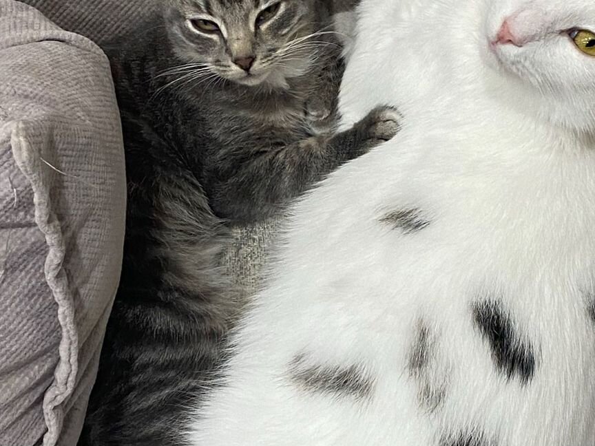 Шотландский вислоухий котёнок