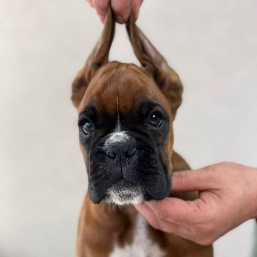 Немецкий Боксер