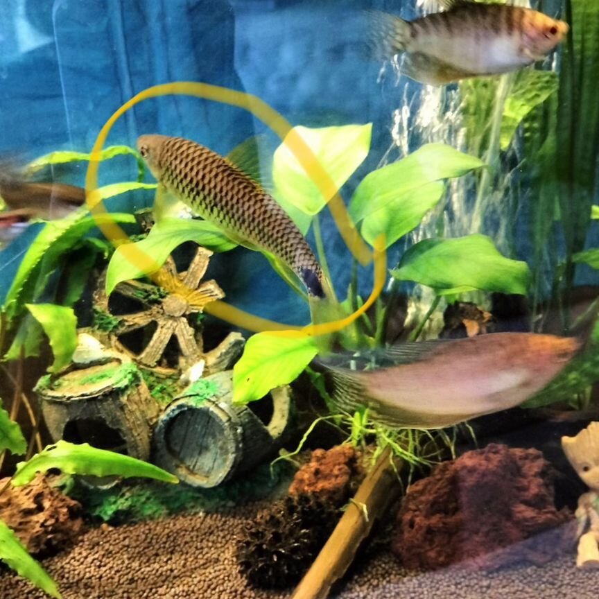 Аквариумные рыбки