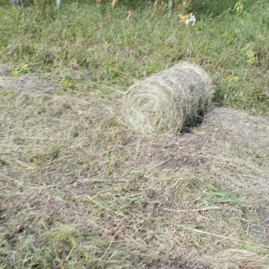 Сено в рулонах