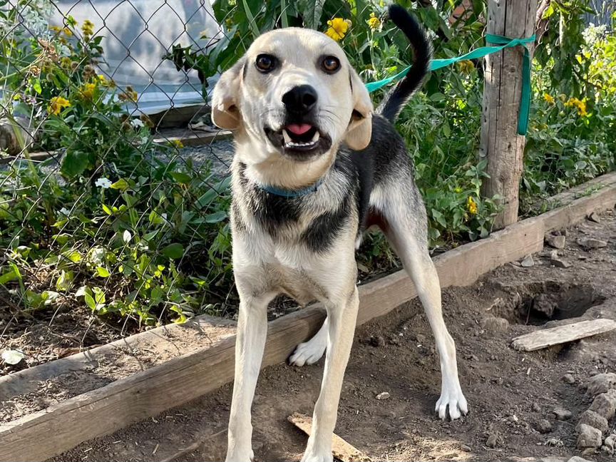 Собака в добрые руки щенок