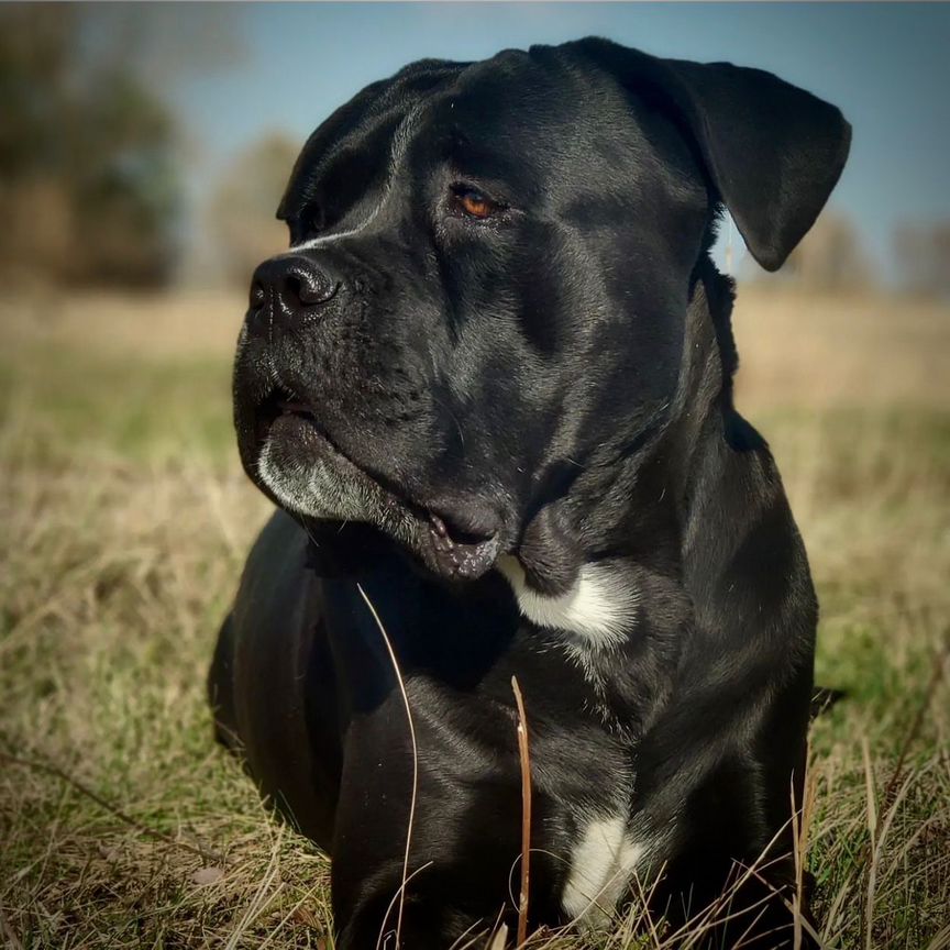 Кане корсо в добрые руки