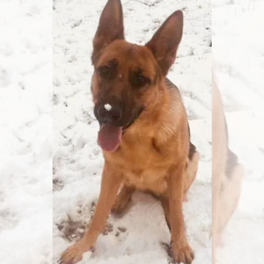 Собака в добрые руки