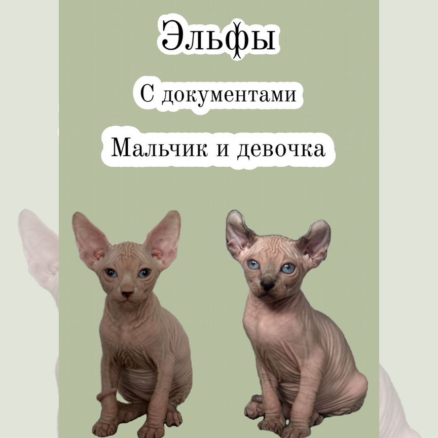 Эльф котёнок