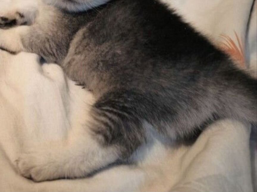 Кошка