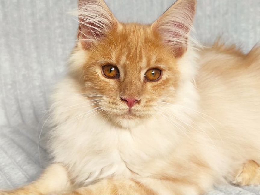 Котенок красный дым