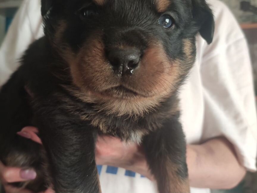 Отдам ротвейлера