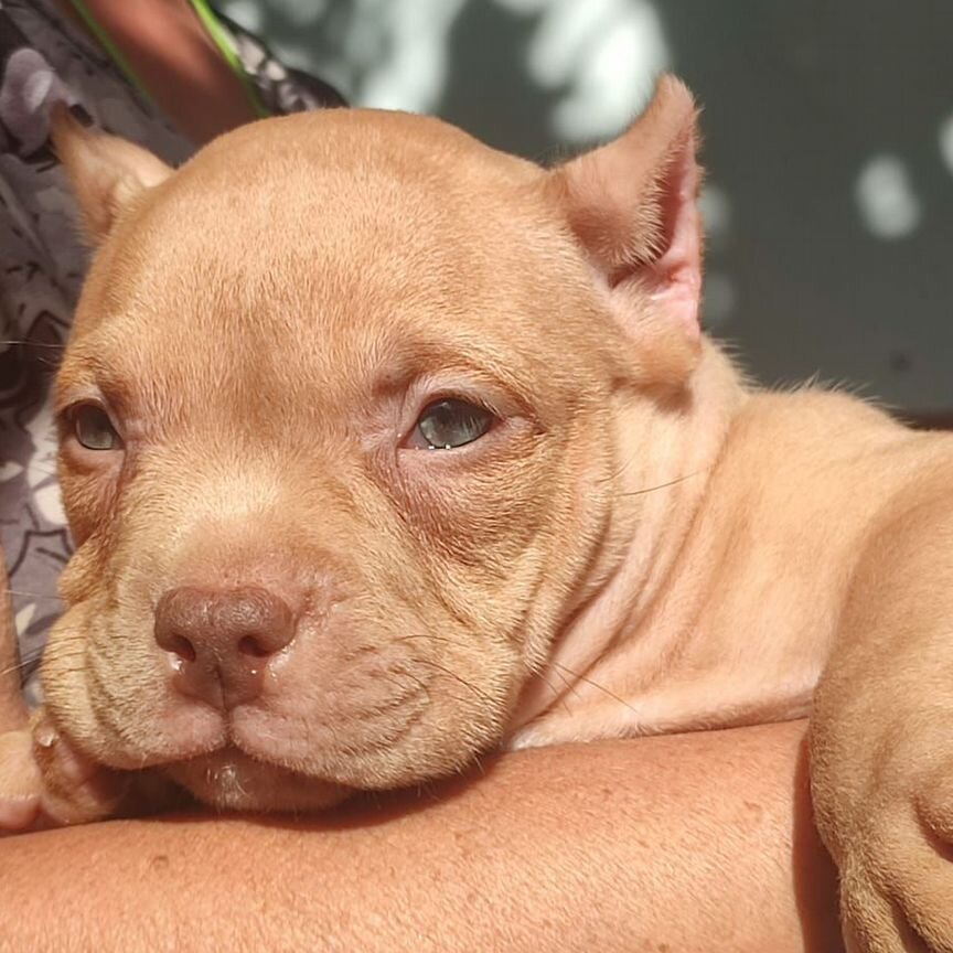 Щенки американского Булли