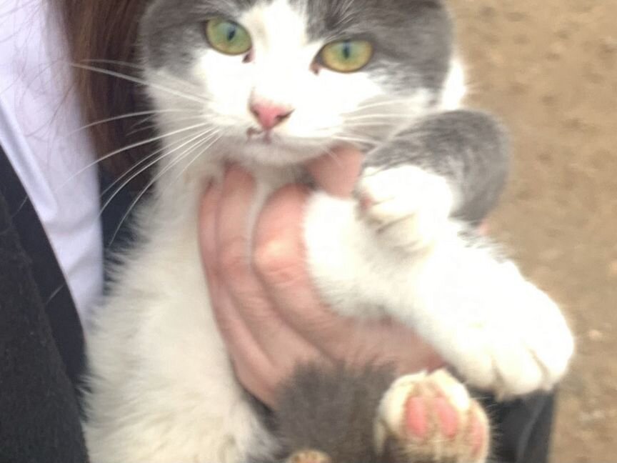 Нашли кошечку в частных домах