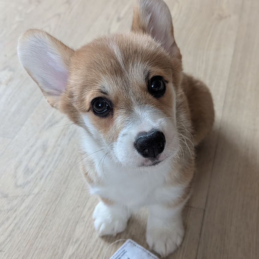 Вельш Корги Пемброк, щенок