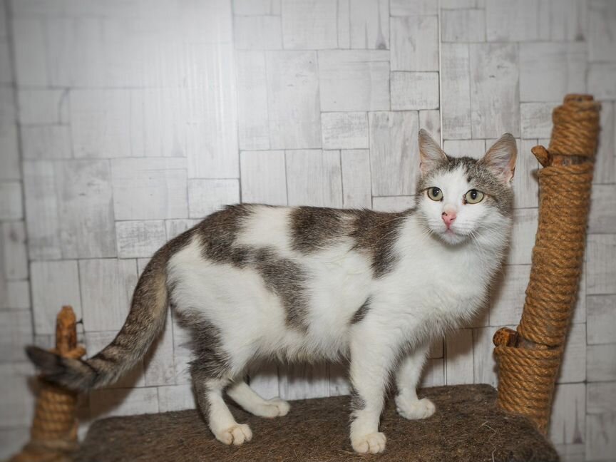 Кошка в дар бесплатно