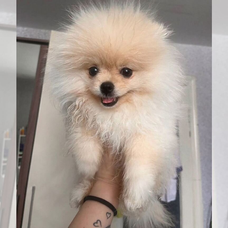 Померанский шпиц, щенок