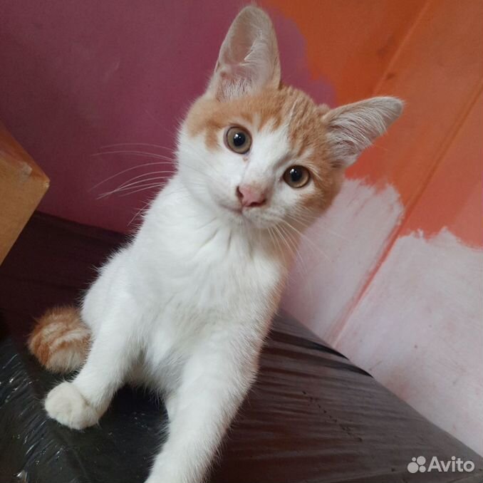 Котята подросшие бесплатно
