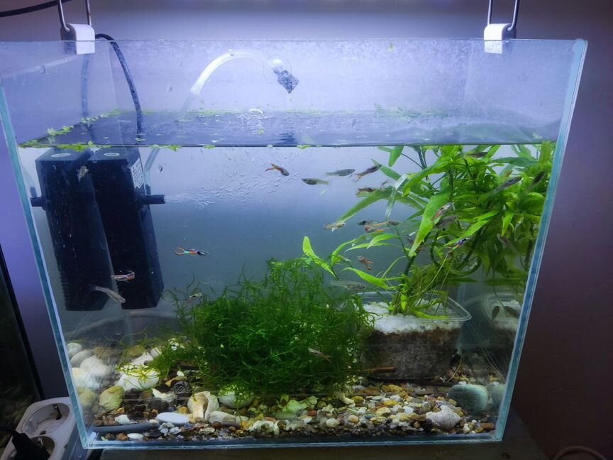 Аквариум с рыбками