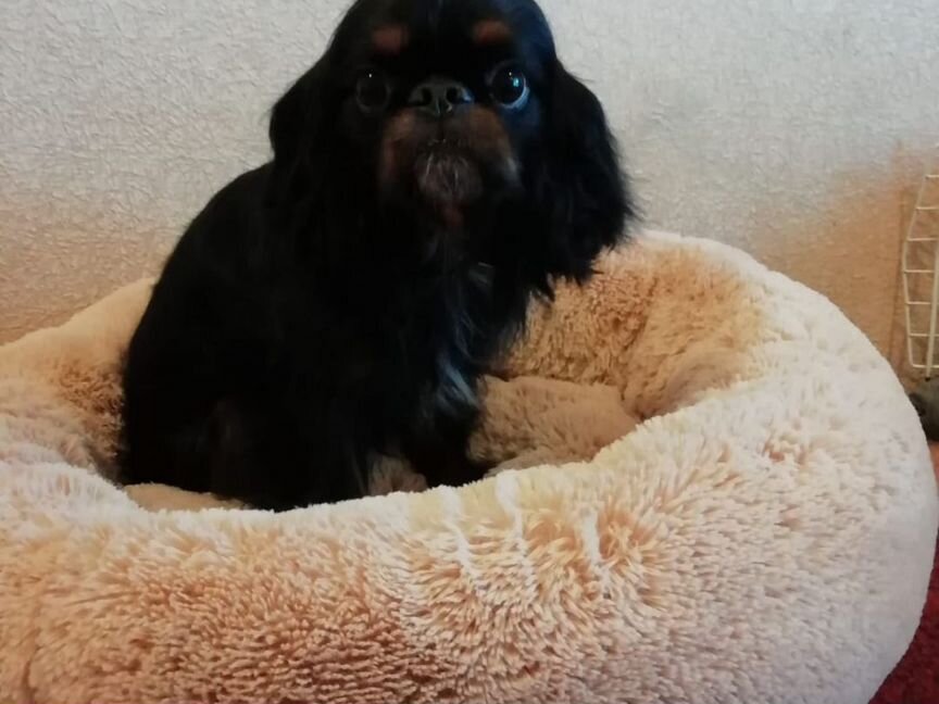 Кинг Чарльз спаниель