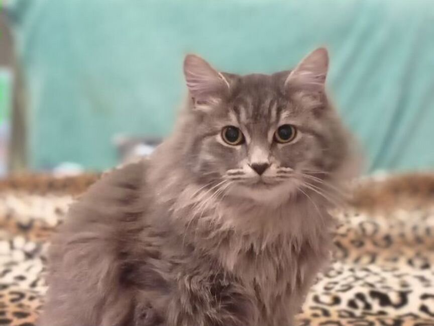 Кошка двортерьер