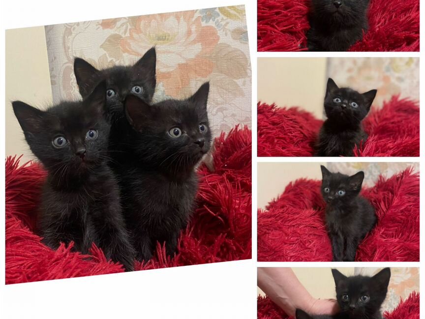 Кошки в добрые руки