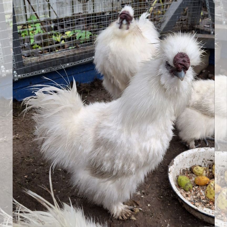 Петухи Китайские шелковые