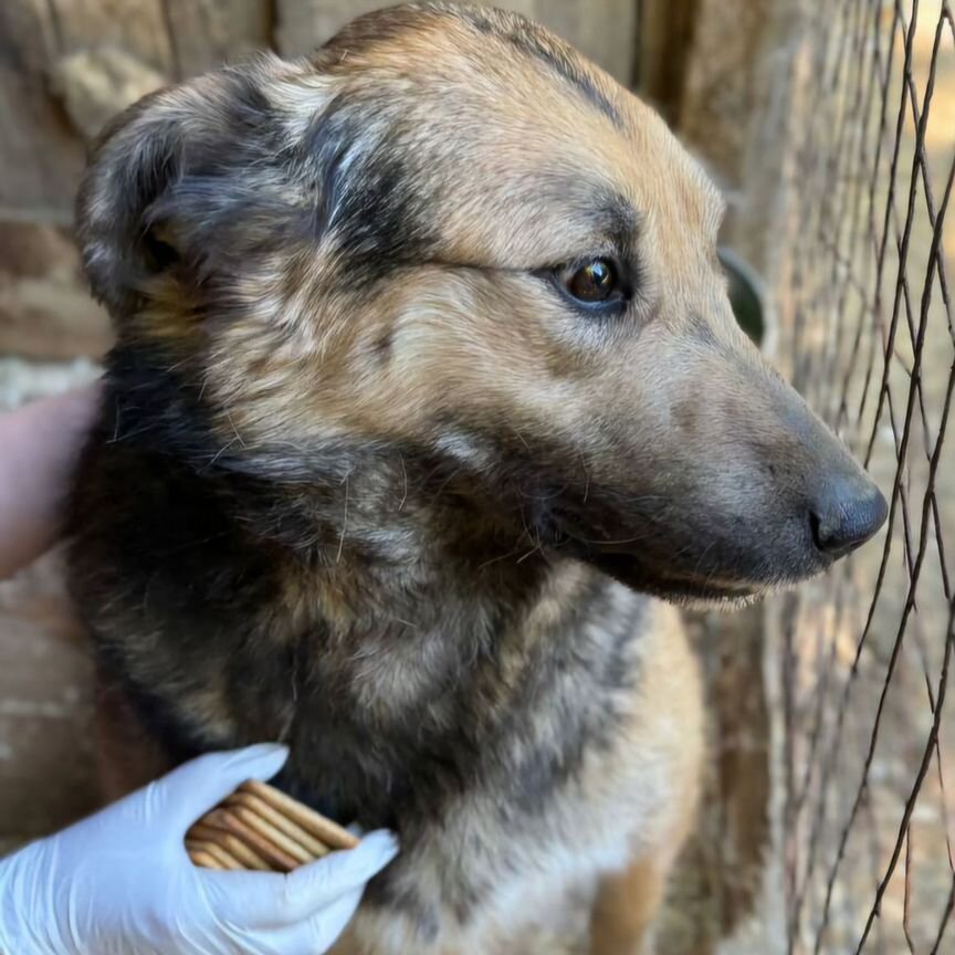 Жорик живет в приюте без еды