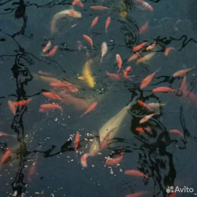 Прудовые рыбки кометы