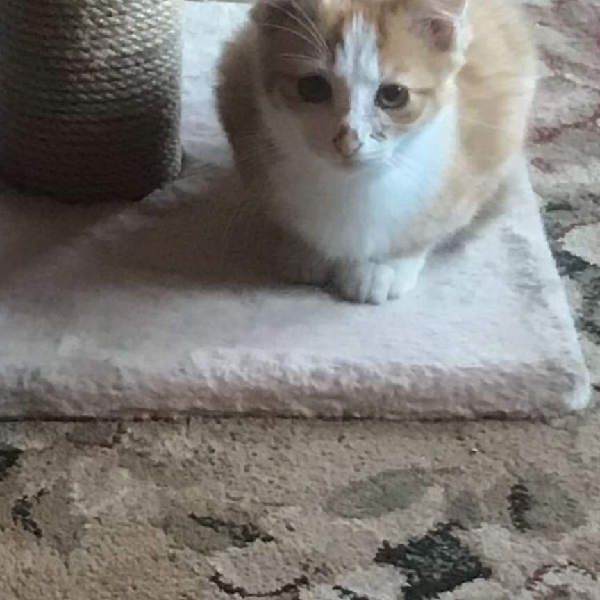 Котята ищут дом