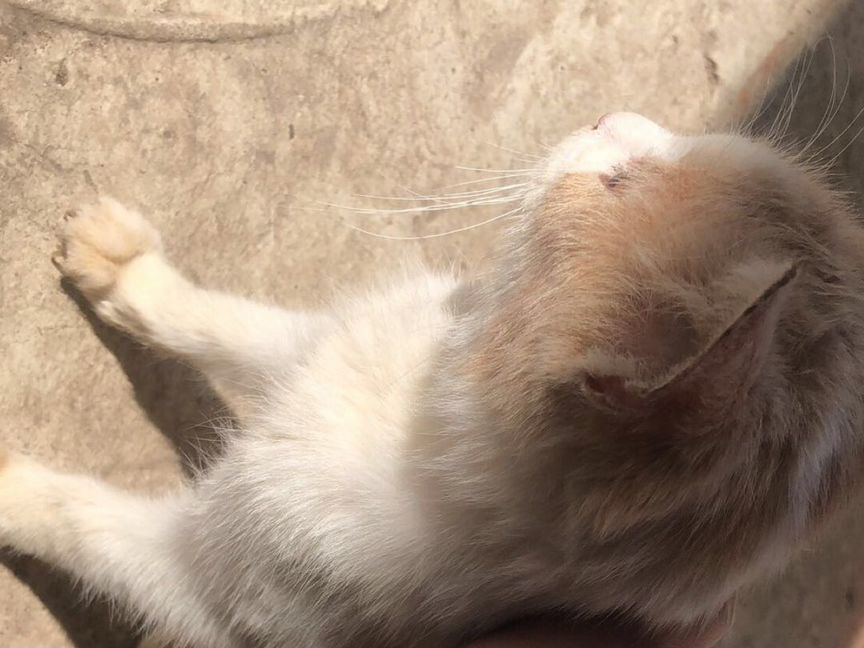 Животное кот