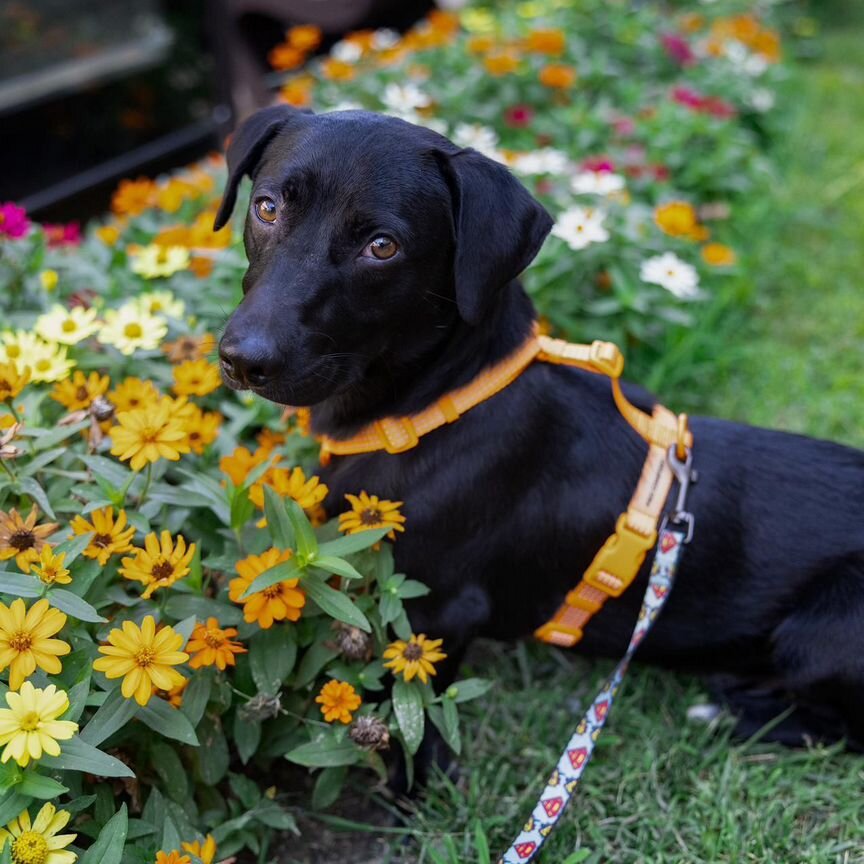 Метис таксы