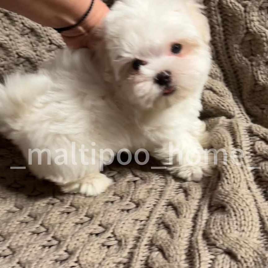 Очаровательный мальчик Мальтипу