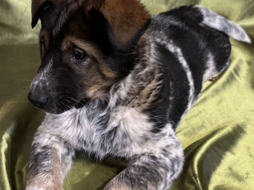 Щенки в добрые руки