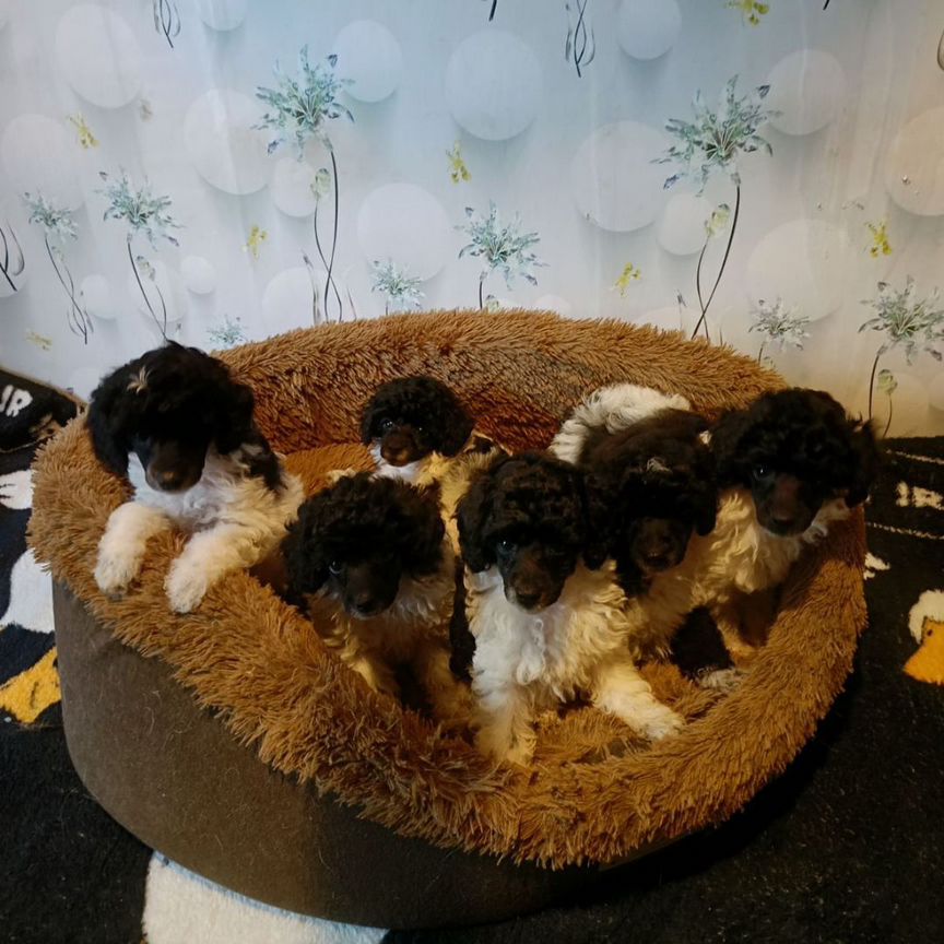 Ребятишки арлекинчики