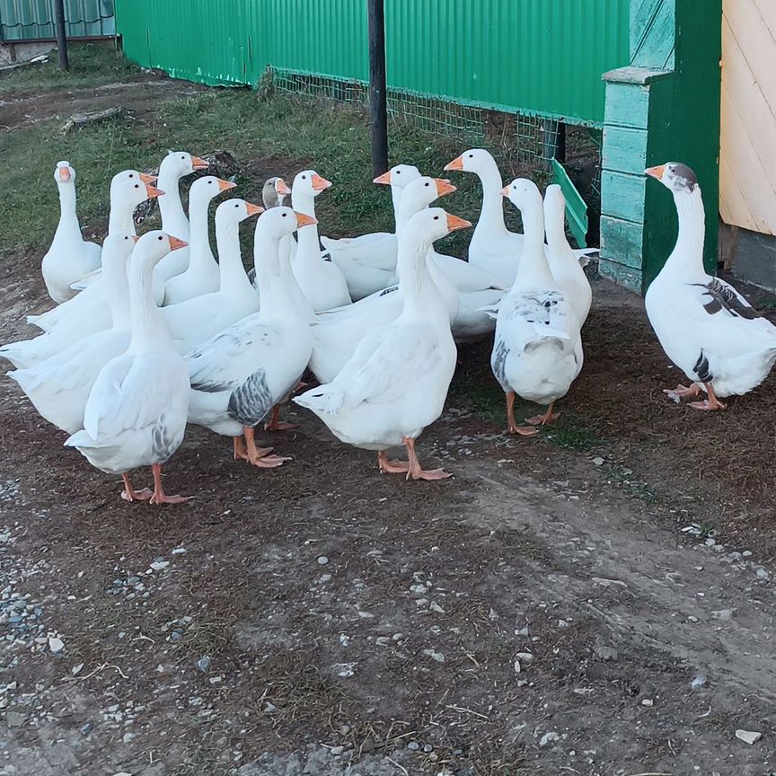 Гуси домашние
