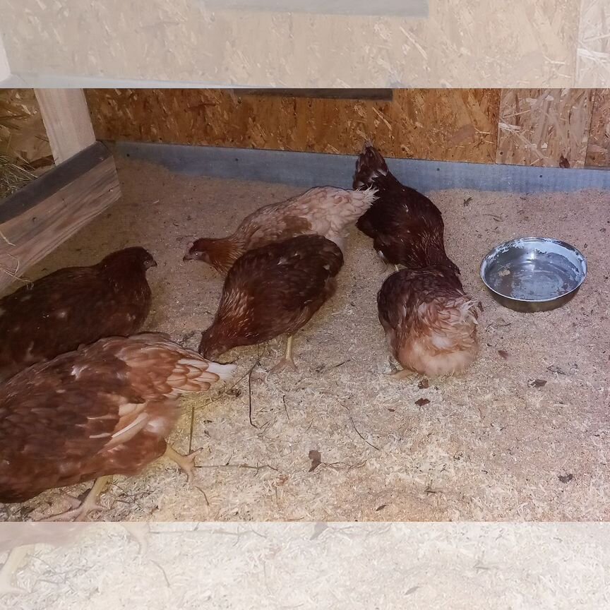 Куры несушки ломан браун
