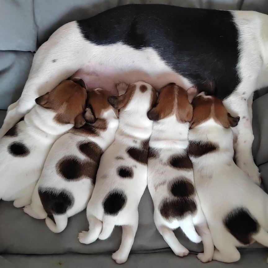 Джек-рассел-терьер, щенок