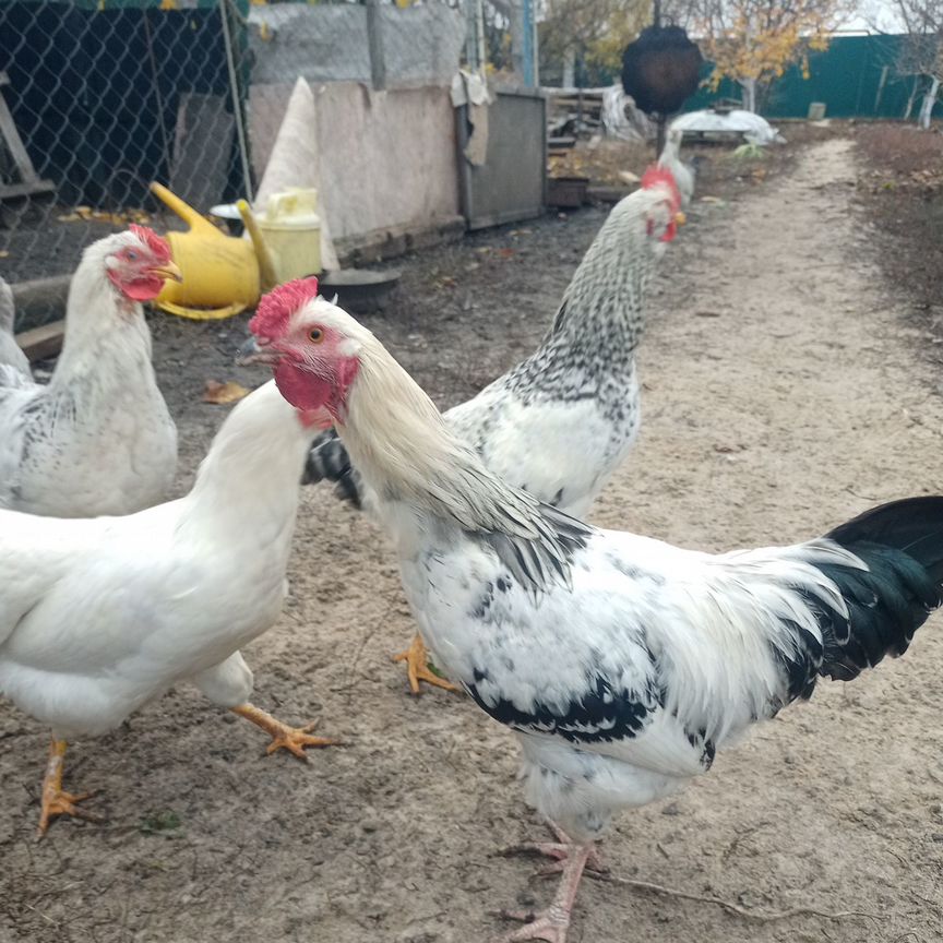 Петухи молодые