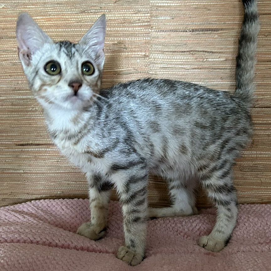 Бенгальская кошечка ф2 Муна