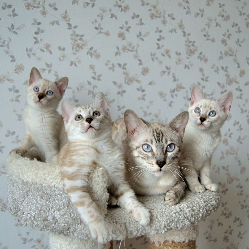 Бенгальские котята