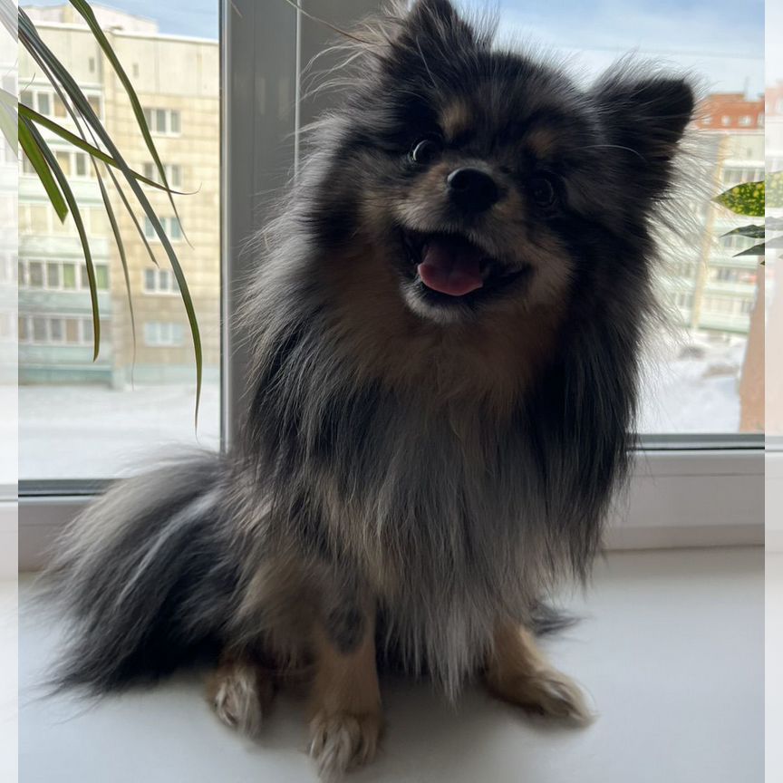 Случка шпиц