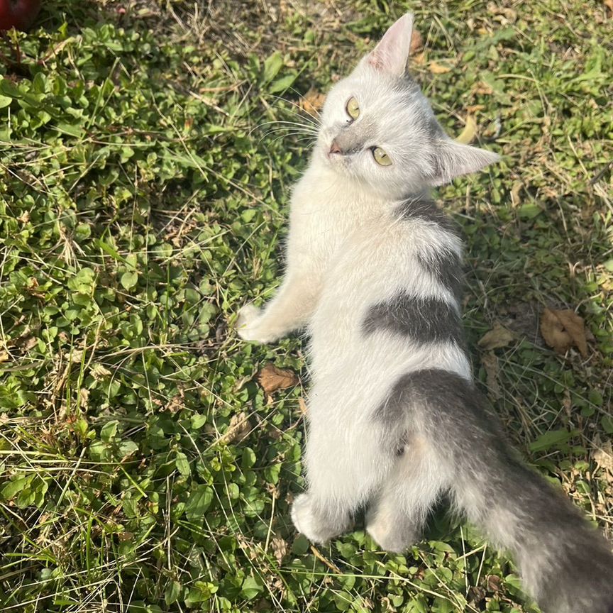 Котята