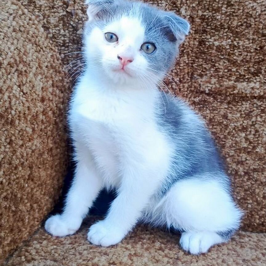 Шотландская вислоухая кошка бесплатно
