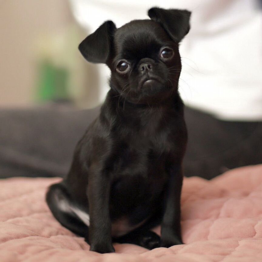 Пти-брабансон, щенок