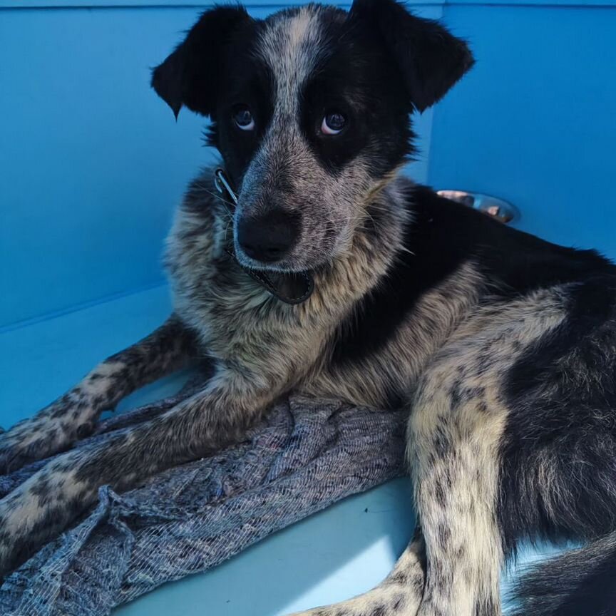 Метис курцхаара. Выпуск на улицу через 3 дня